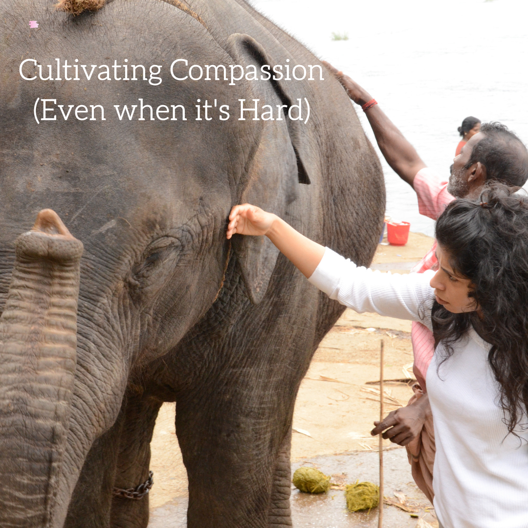 Cultivating Compassion Even When Its Hard District Center For